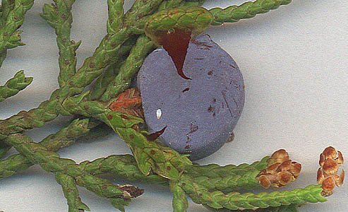 Monoecious Ashe Junipers