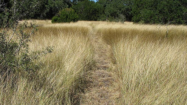 Plowing KR for Little Bluestem