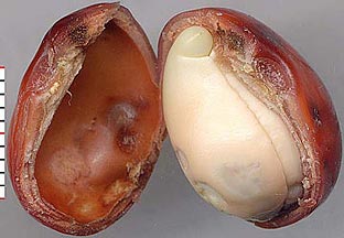 Sophora Seeds — Embryos
