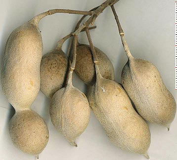 Sophora Seeds — Embryos