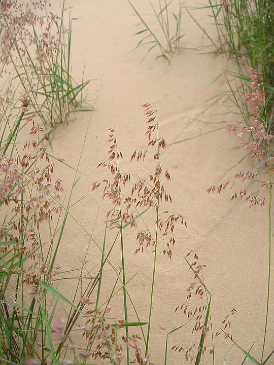 Rhynchelytrum repens