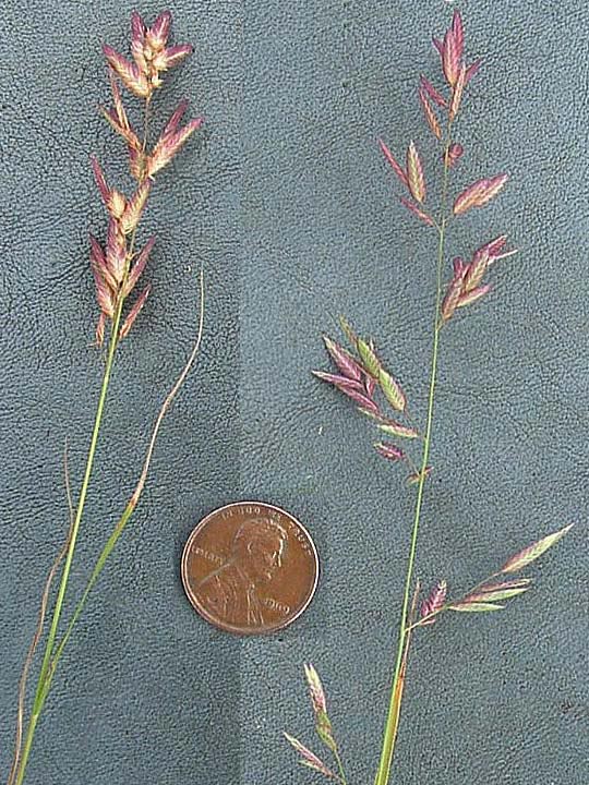 Eragrostis secundiflora
